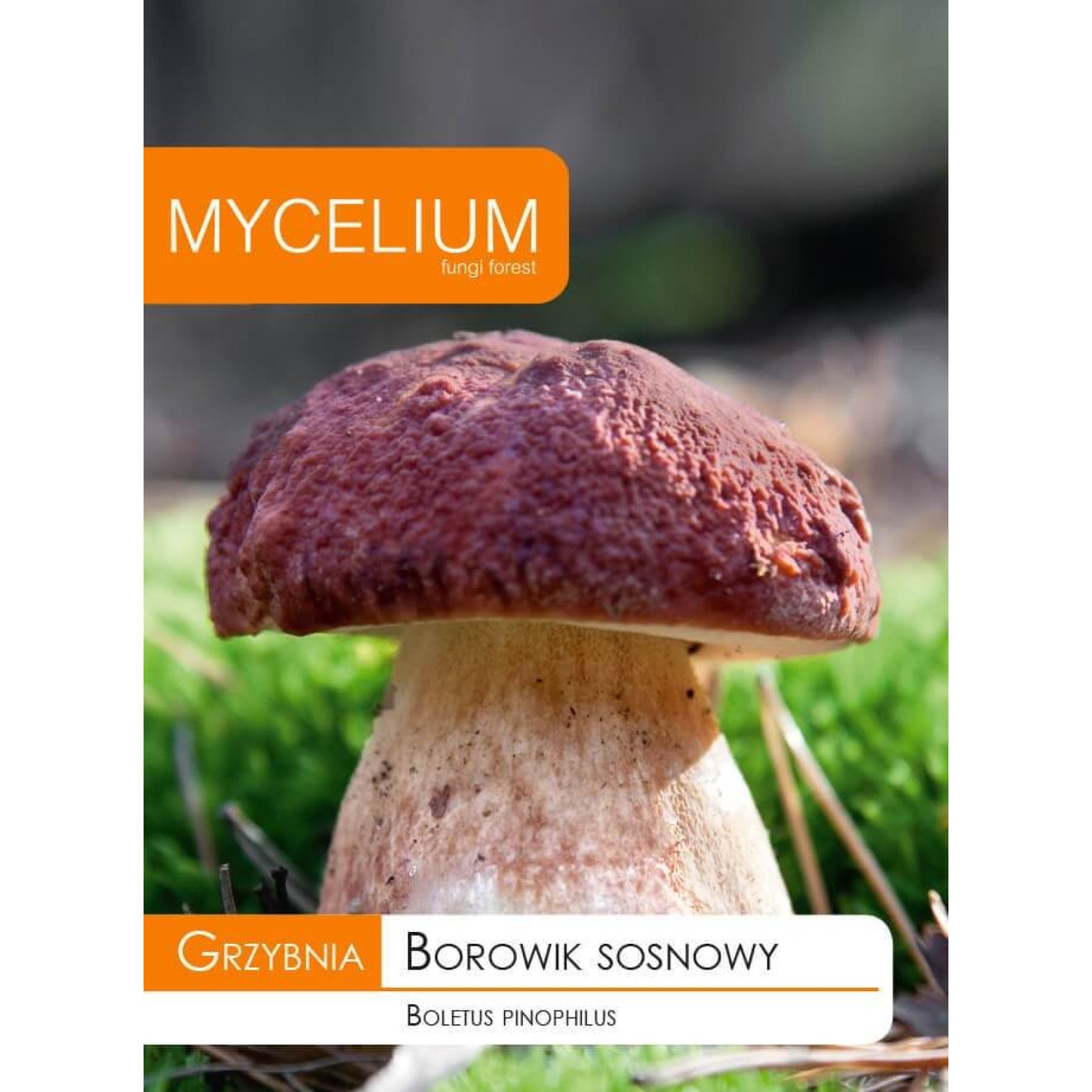 GRYBIENA PUŠYNINIS BARAVYKAS - 590687435502